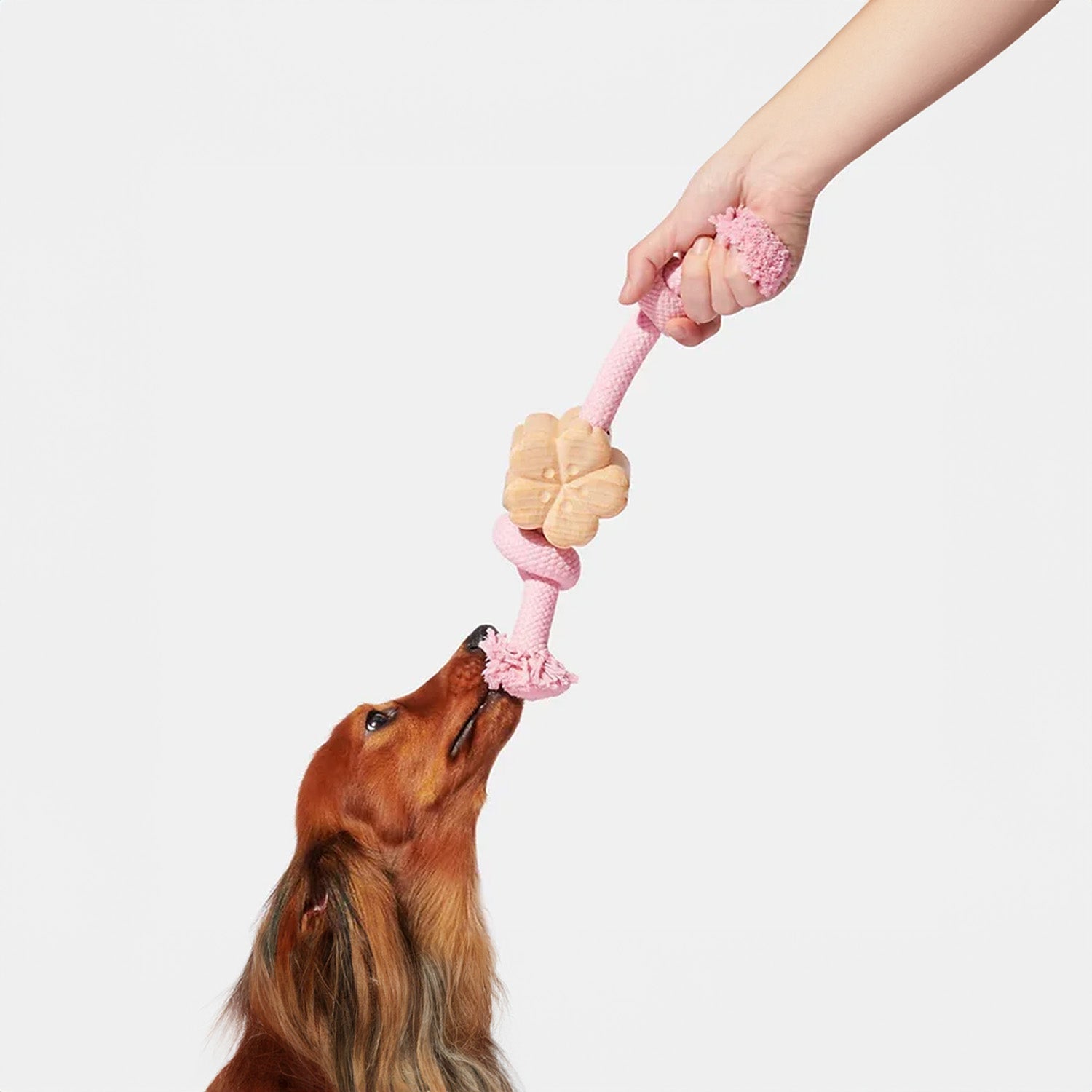 Tips to Prevent Your Pet from Chewing Up Stuff – Instachew